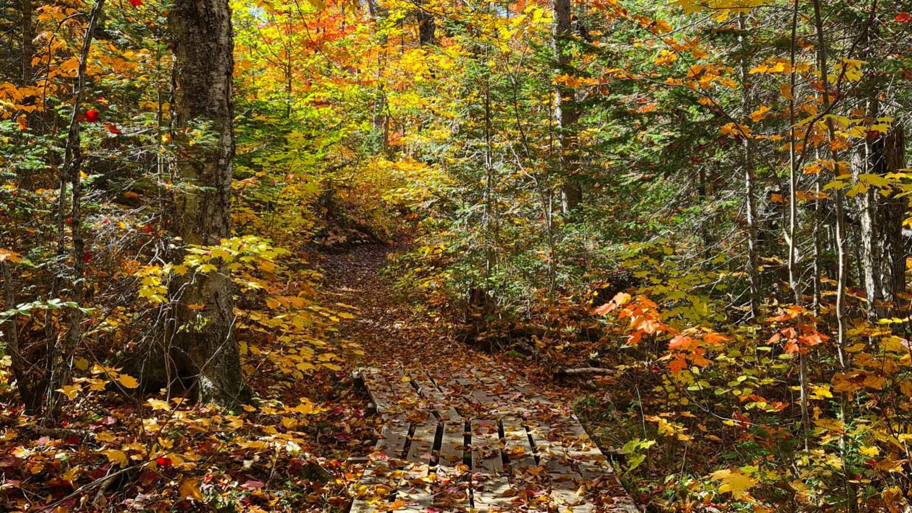 Que faire en automne au Québec ? | Carnets Vanille