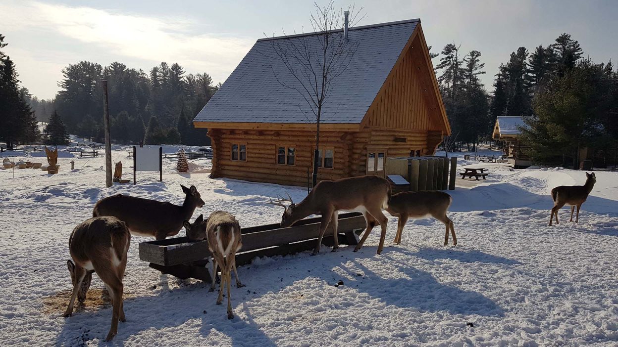 Parc Omega : pourquoi il faut absolument y aller ? | Carnets Vanille