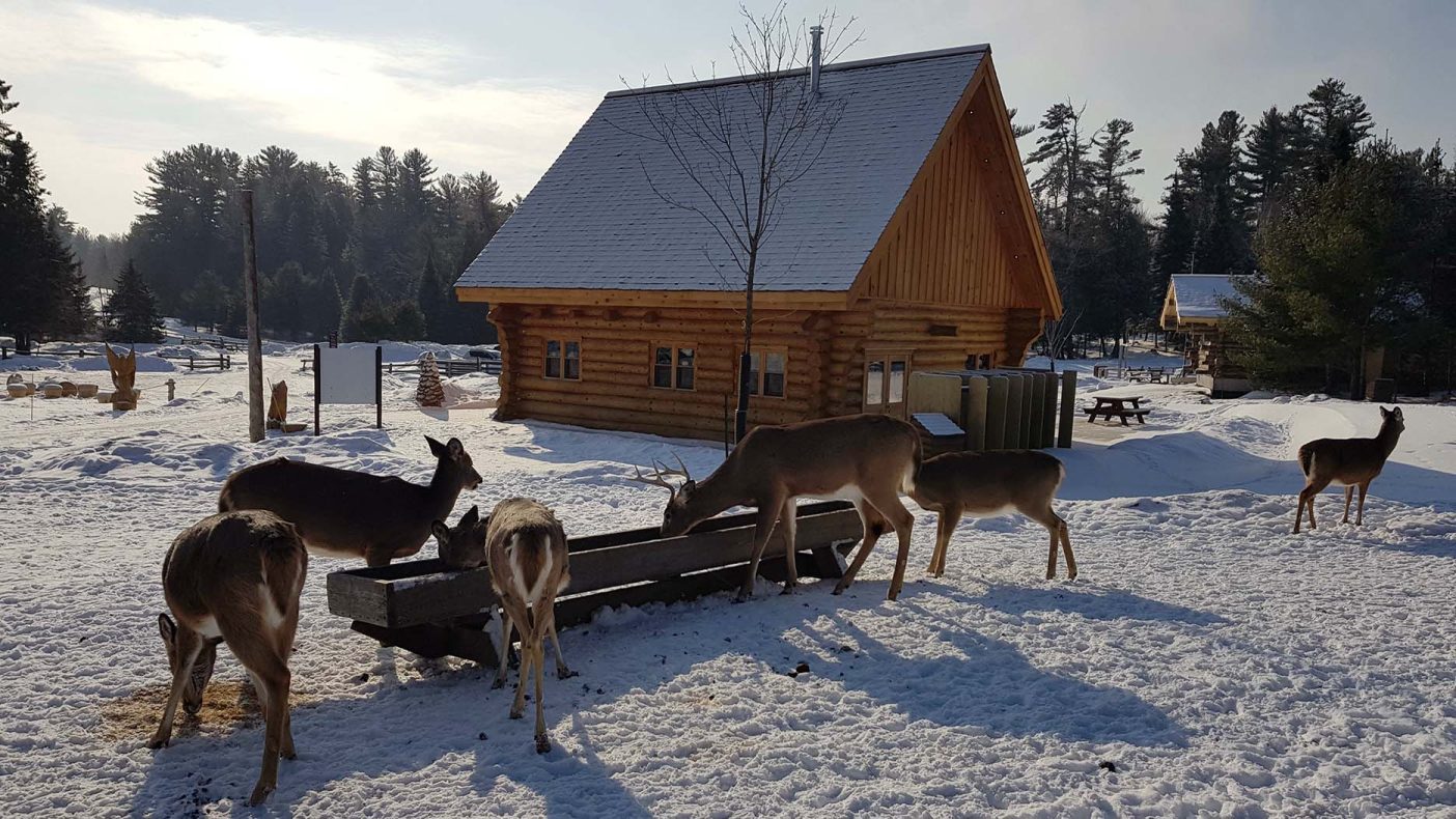 Parc Omega : pourquoi il faut absolument y aller ? | Carnets Vanille