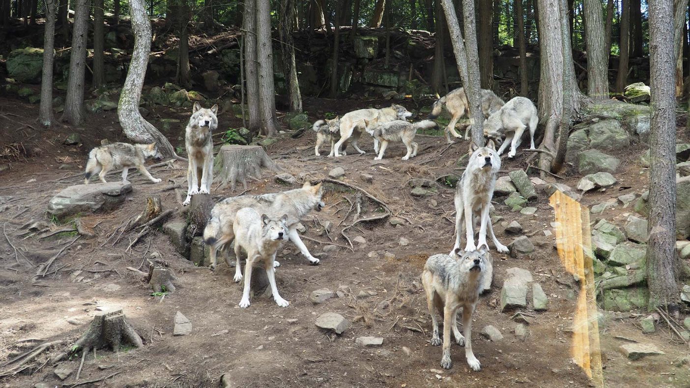 Parc Omega : pourquoi il faut absolument y aller ? | Carnets Vanille