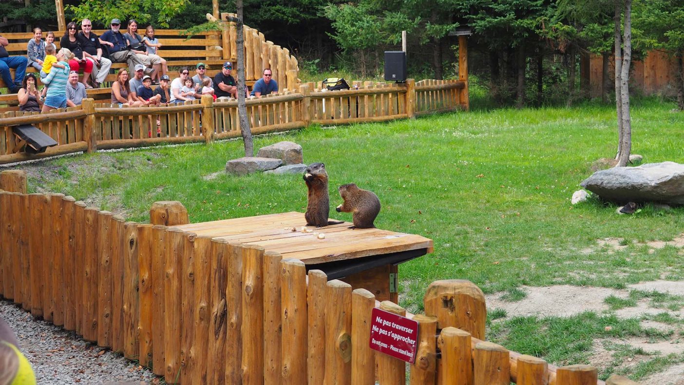 Parc Omega : 7 choses à faire pour profiter | Carnets Vanille