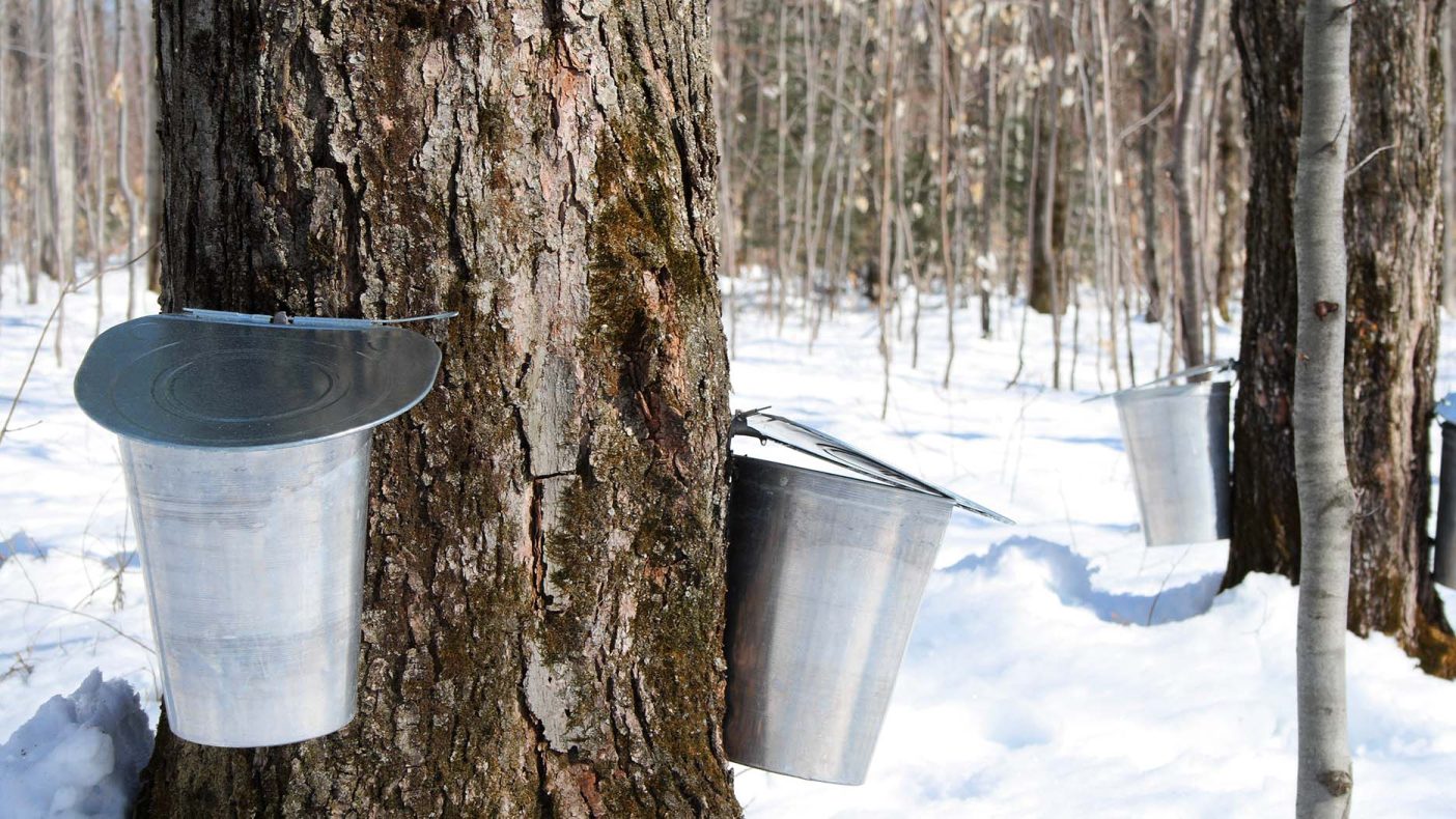 C'est quoi le temps des sucres au Québec ? | Carnets Vanille